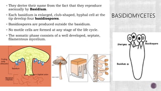 Biological classification Part-III | PPT