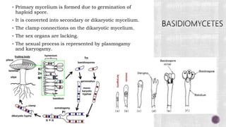Biological classification Part-III | PPTX