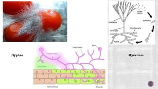 Biological classification Part-III | PPT