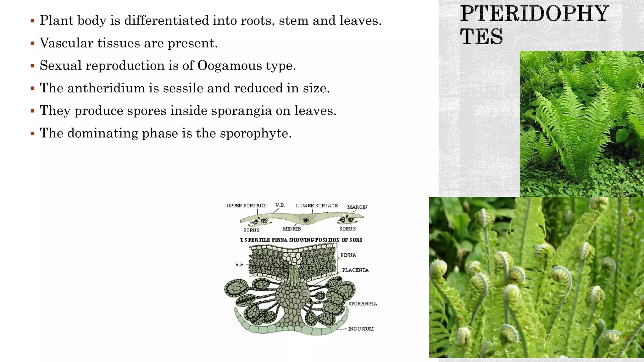 Biological classification Part-IV | PPTX