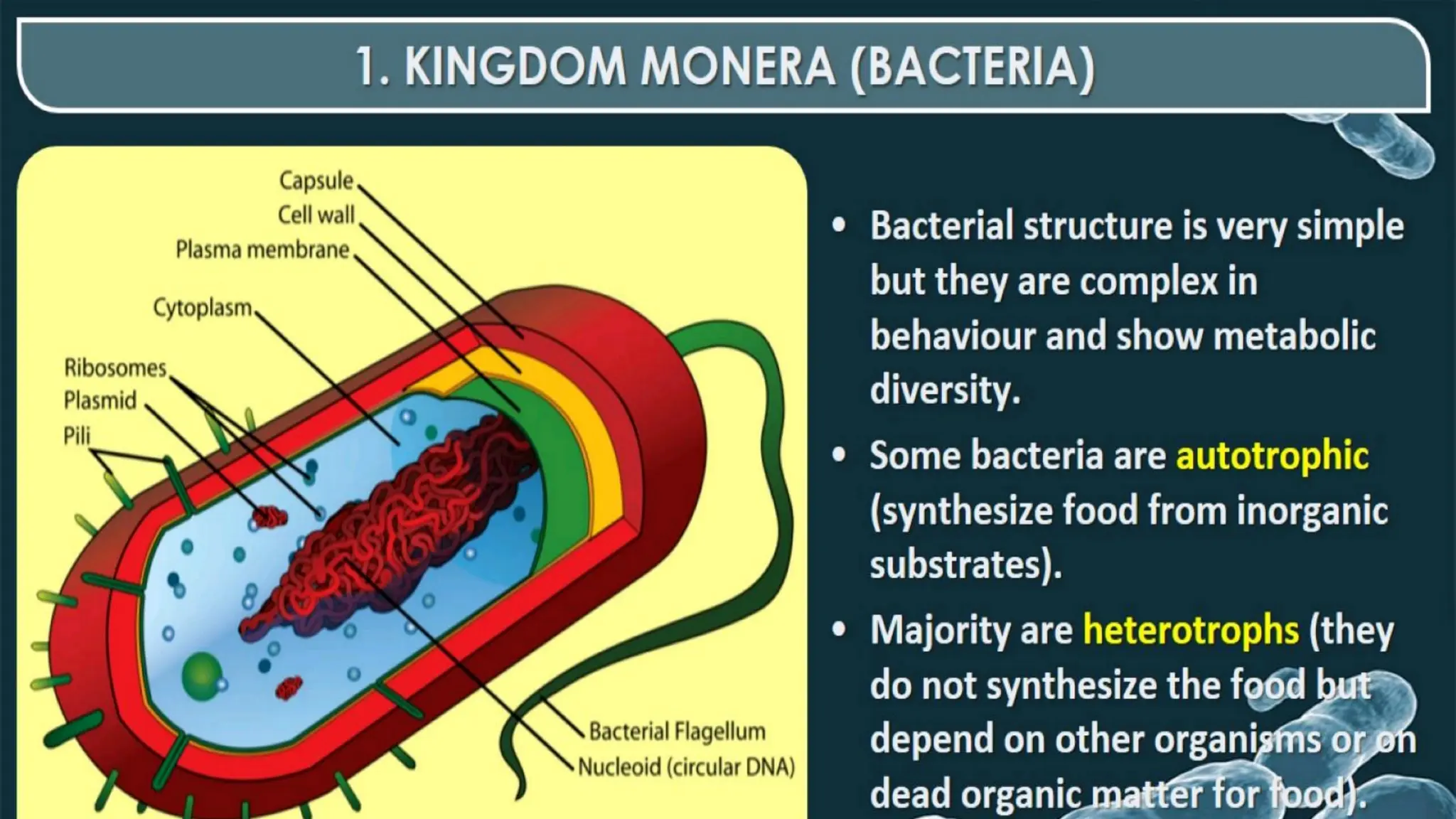 Biological classification part 2.pptx monera, protista fungi alagae | PPTX