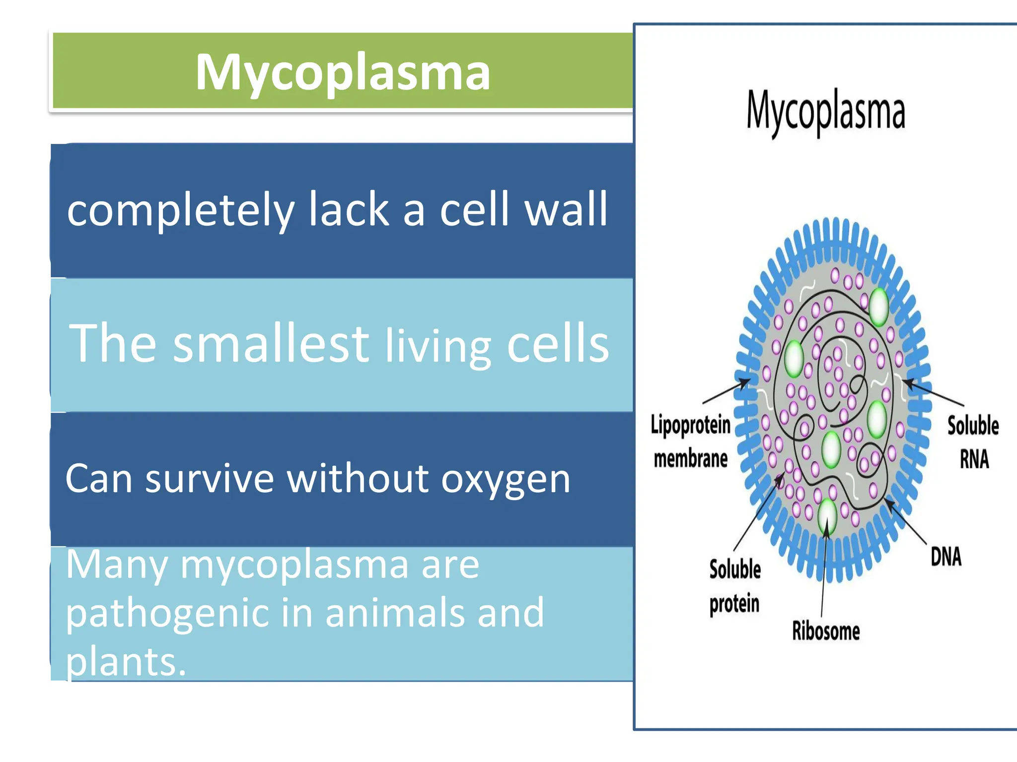 Biological Classification rk u.pdf Biology | PDF