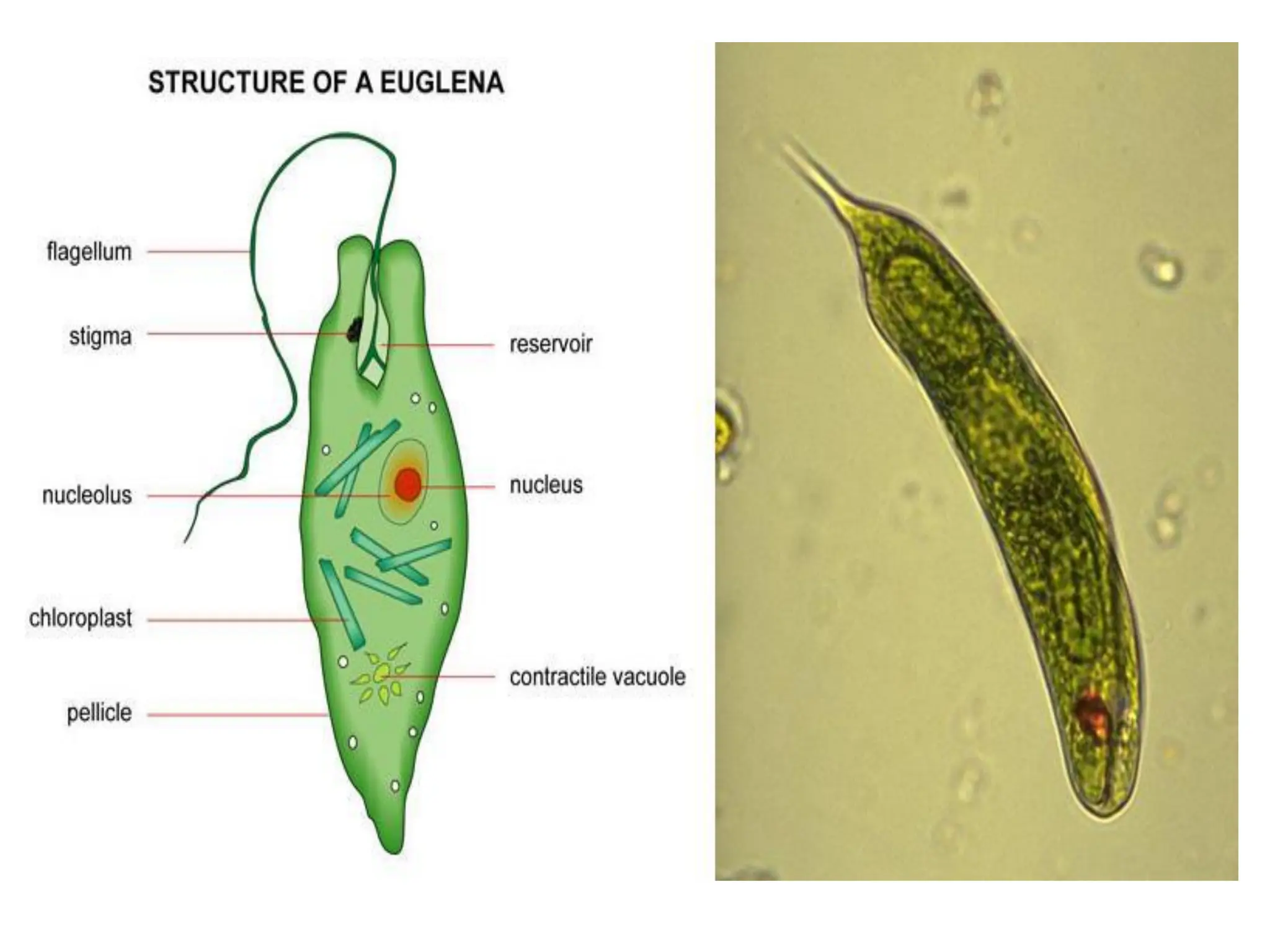 Biological Classification rk u.pdf Biology | PDF