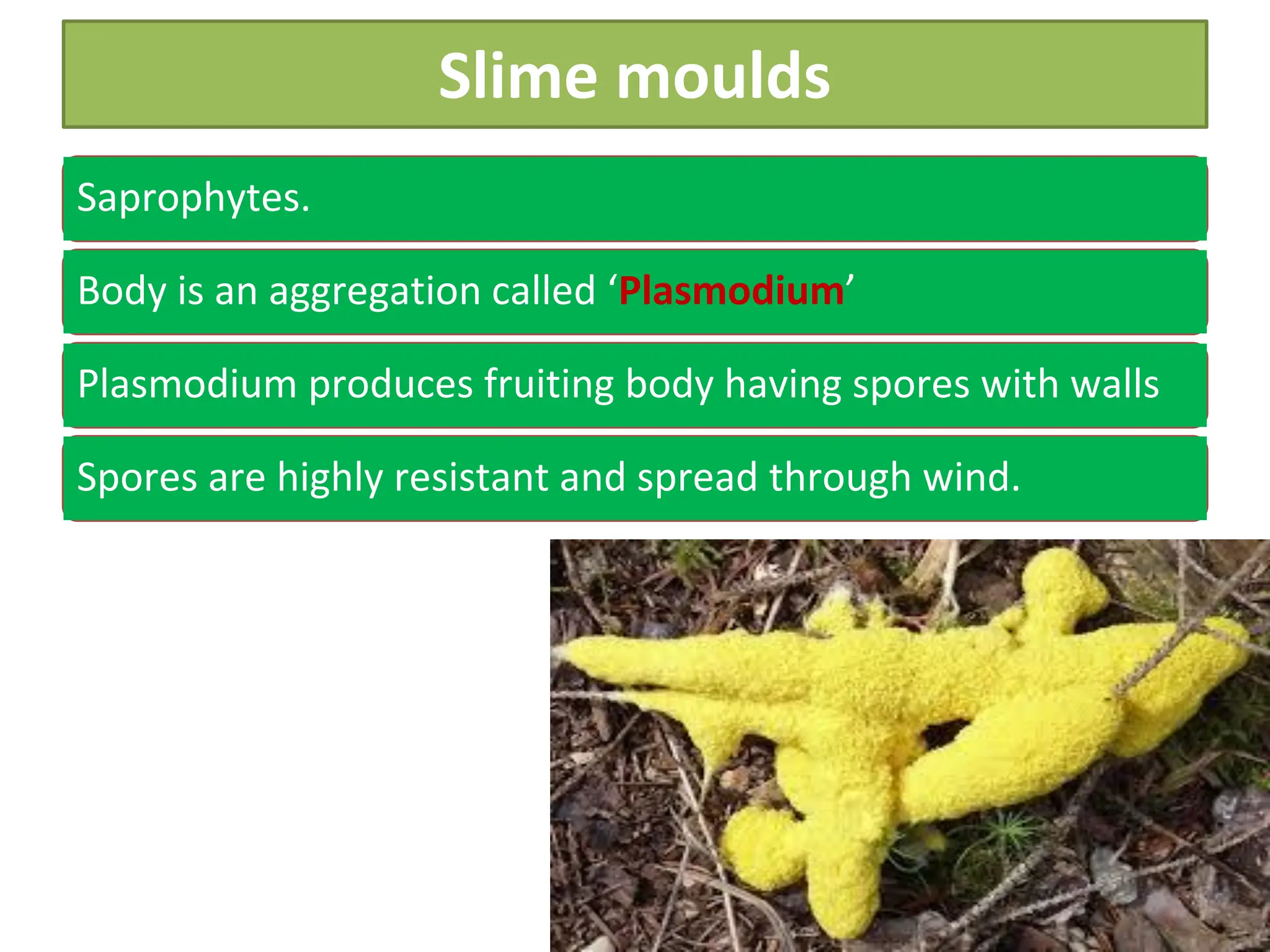 Biological Classification rk u.pdf Biology | PDF