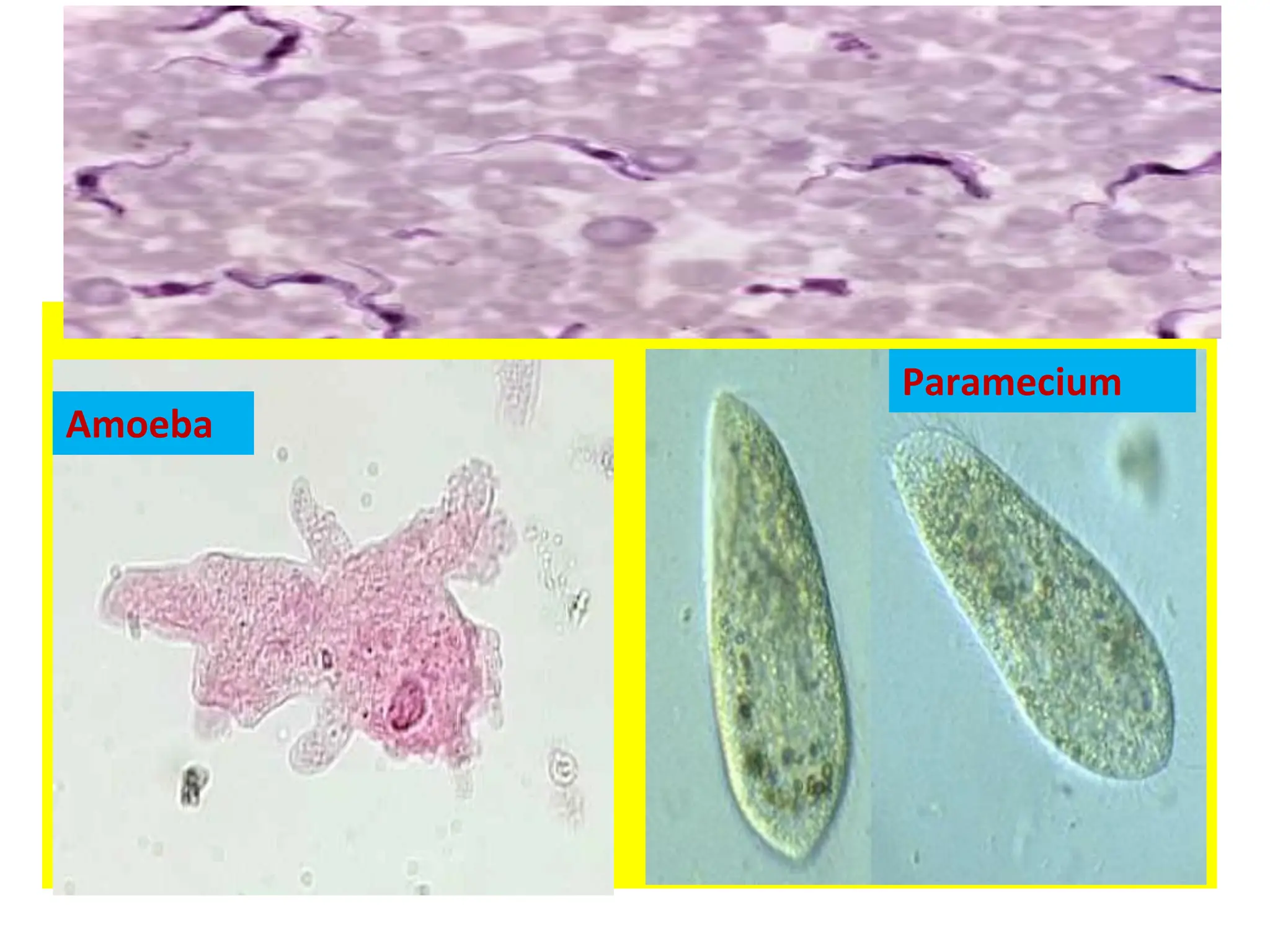 Biological Classification rk u.pdf Biology | PDF