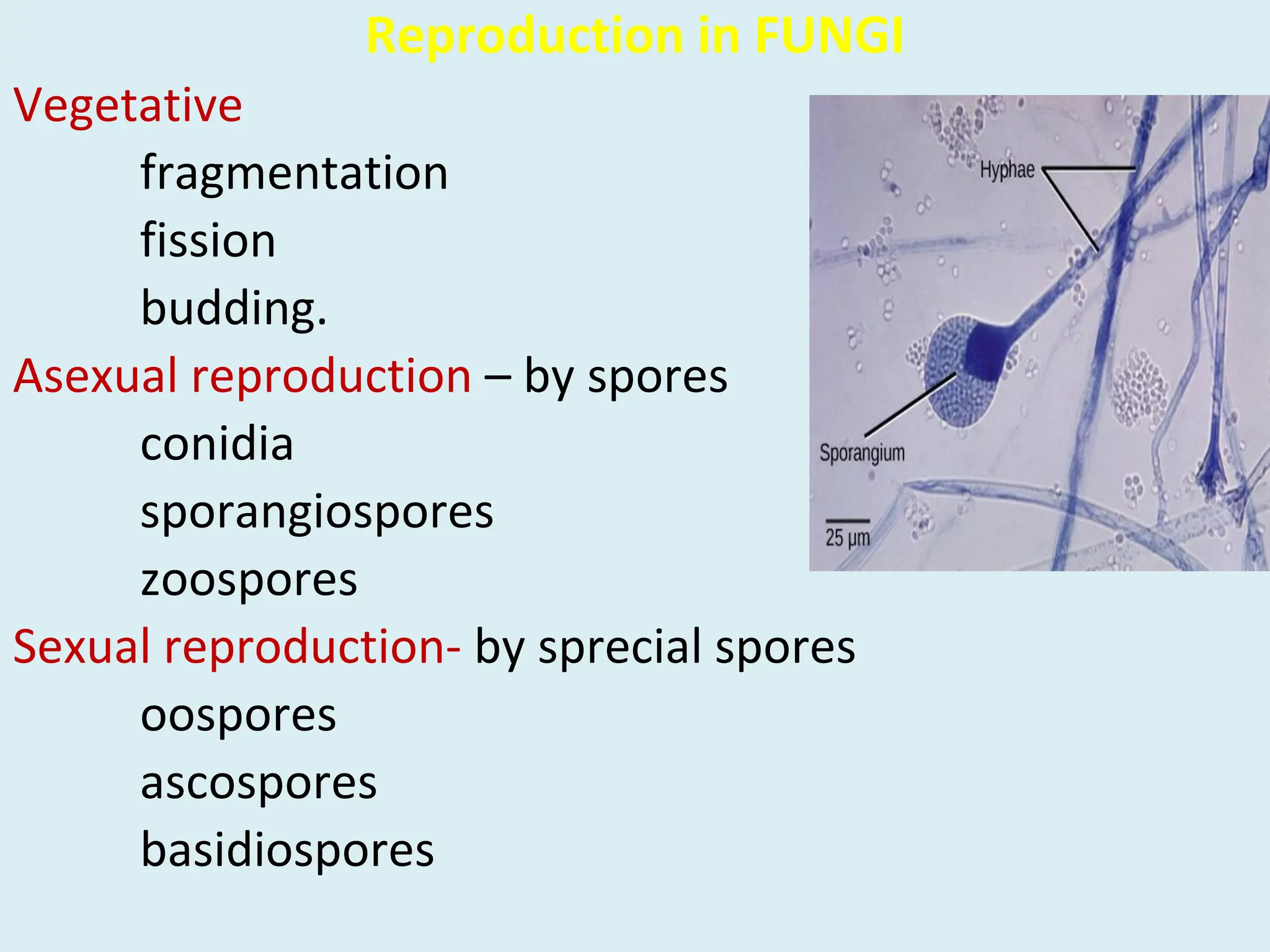 Biological Classification rk u.pdf Biology | PDF