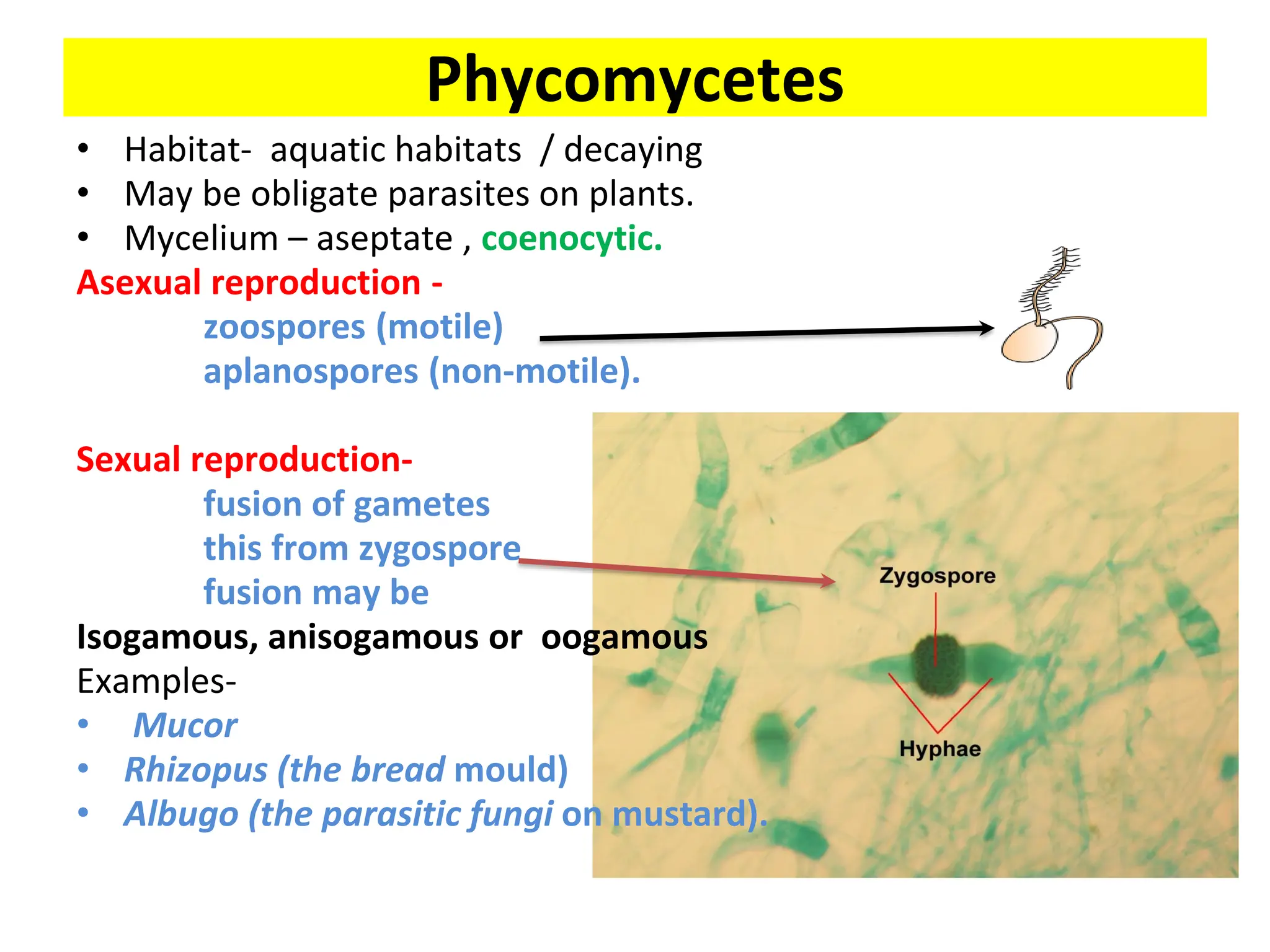 Biological Classification rk u.pdf Biology | PDF