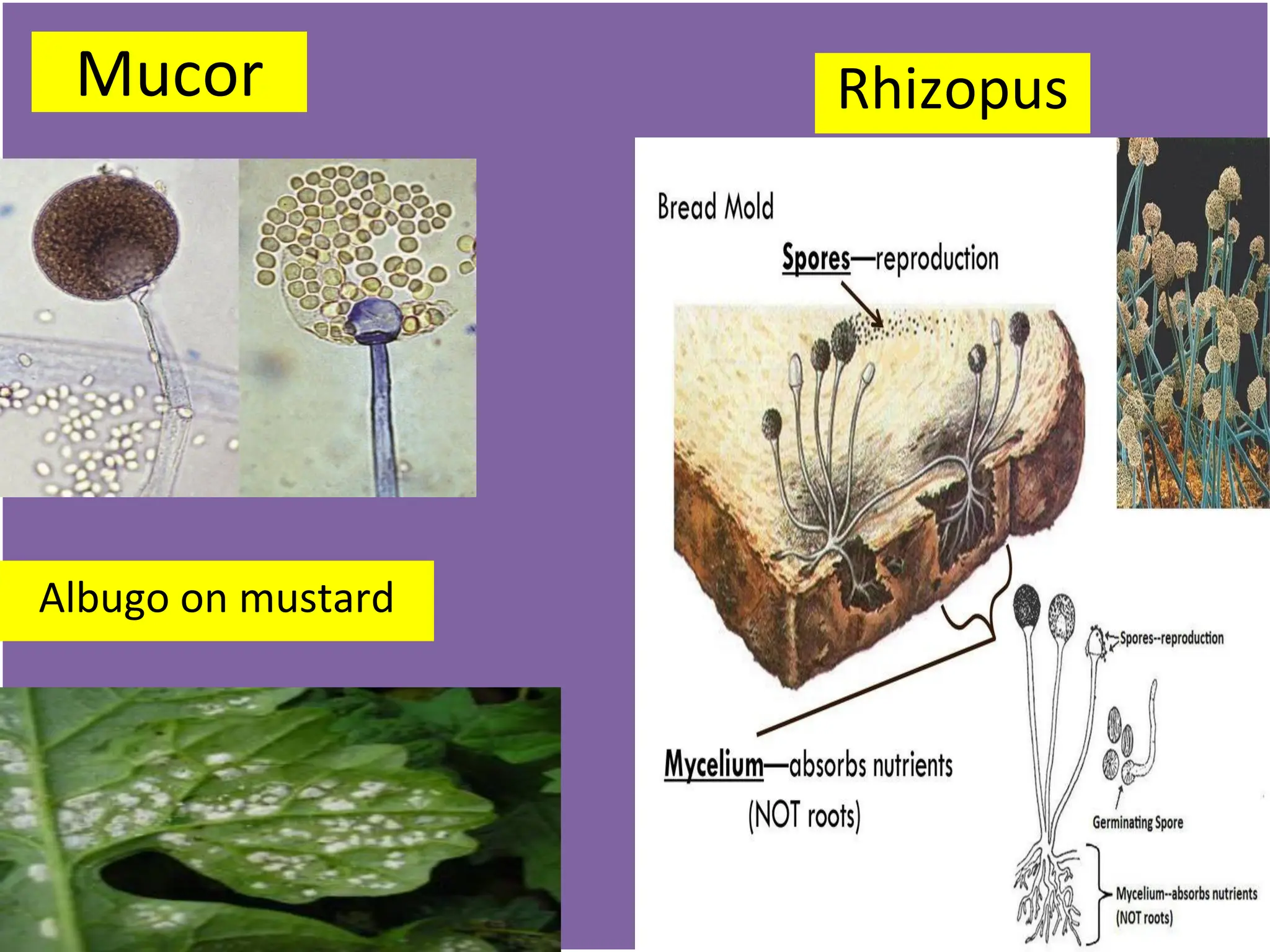 Biological Classification rk u.pdf Biology | PDF
