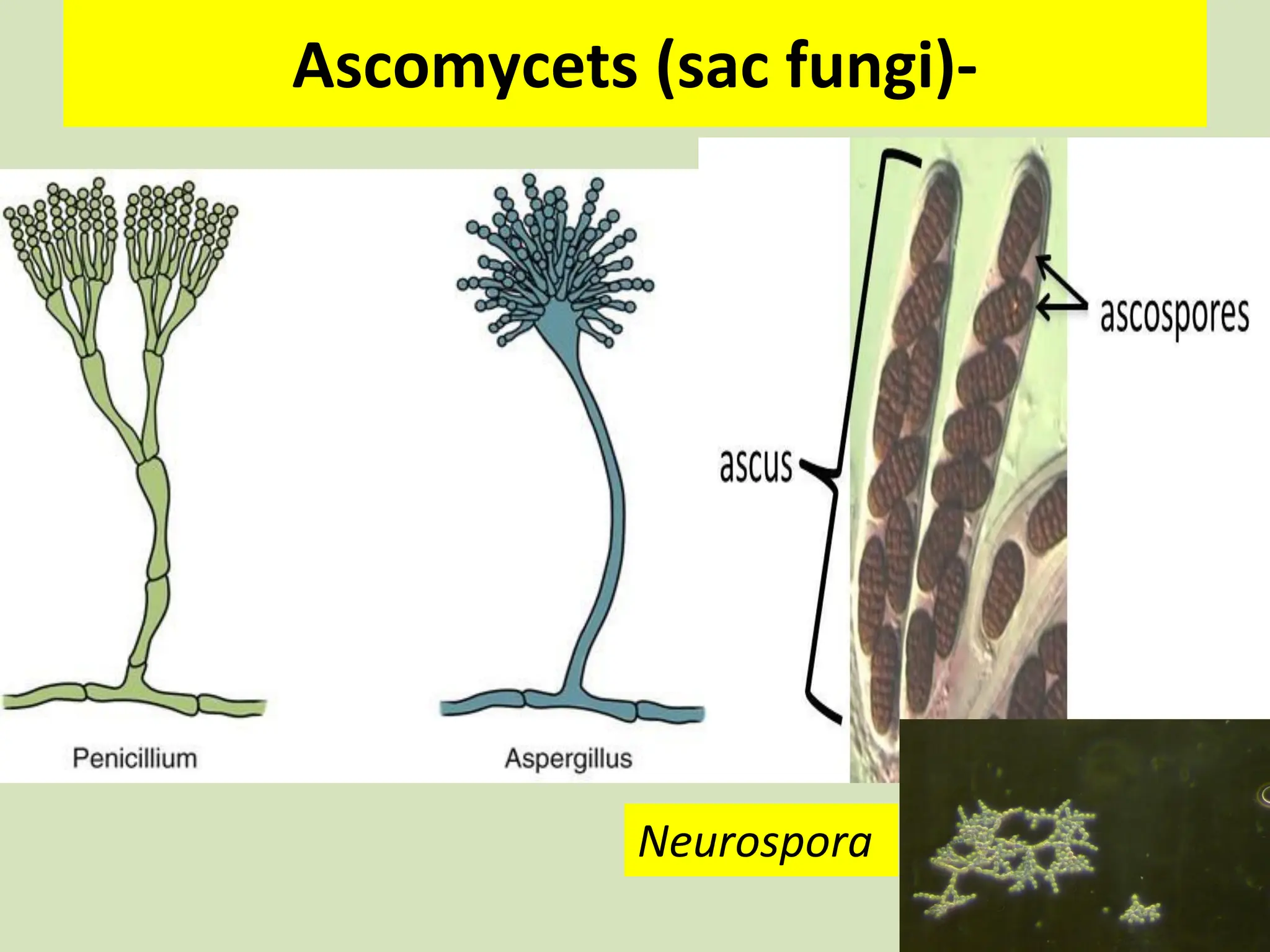 Biological Classification rk u.pdf Biology | PDF