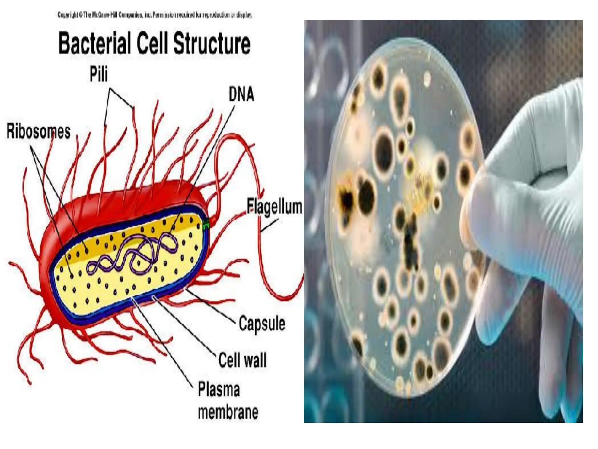 Biological Classification rk u.pdf Biology | PDF