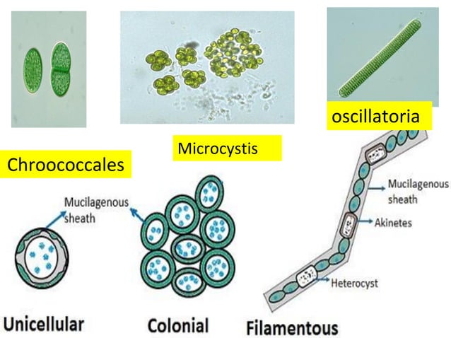 Biological Classification rk u.pdf Biology | PDF