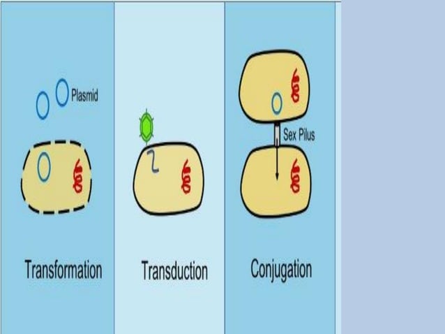 Biological Classification rk u.pdf Biology | PDF
