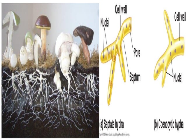 Biological Classification rk u.pdf Biology | PDF