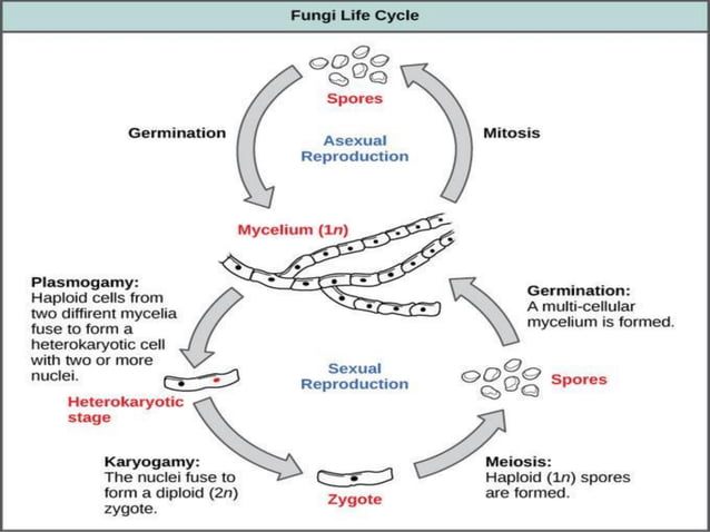 Biological Classification rk u.pdf Biology | PDF