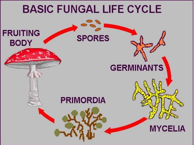 Biological Classification rk u.pdf Biology | PDF