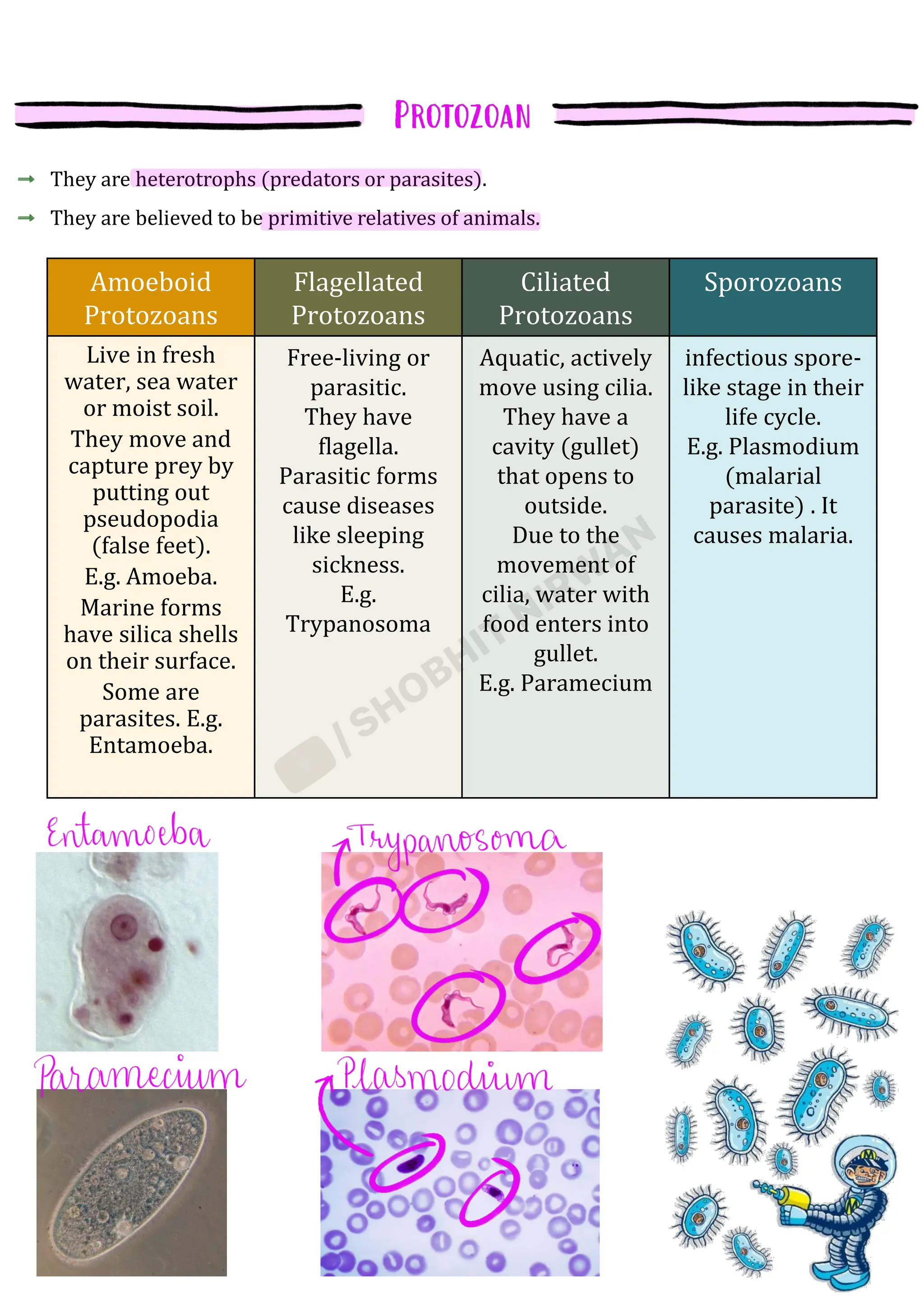 Biological Classification_Shobhit Nirwan.pdf