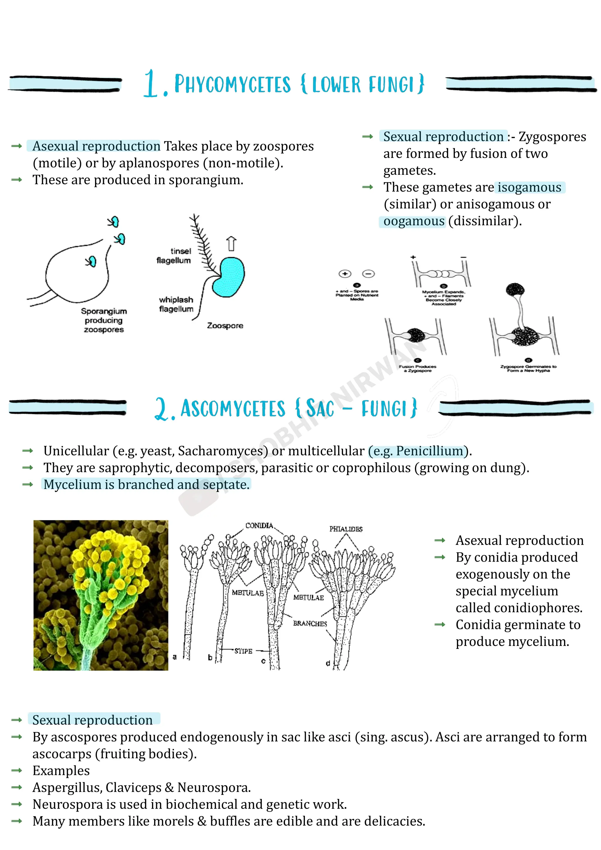 Biological Classification_Shobhit Nirwan.pdf