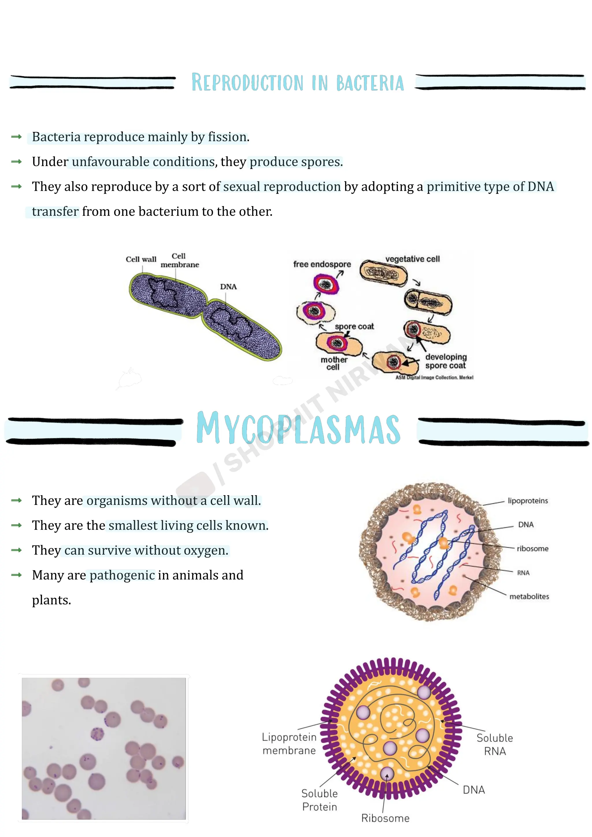 Biological Classification_Shobhit Nirwan.pdf