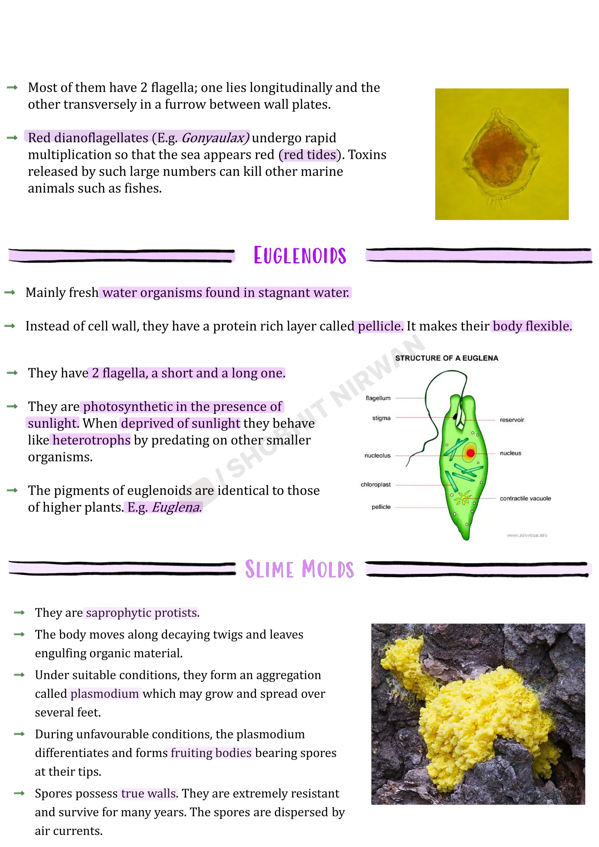 Biological Classification_Shobhit Nirwan.pdf