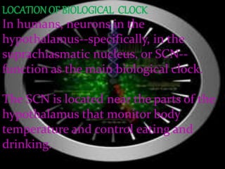 Biological clock | PPTX