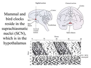 Biological clock.ppt