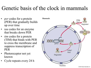 Biological clock.ppt