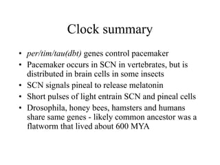 Biological clock.ppt