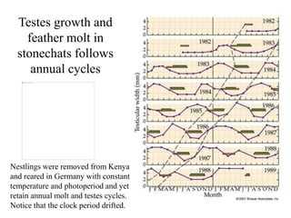 Biological clock.ppt