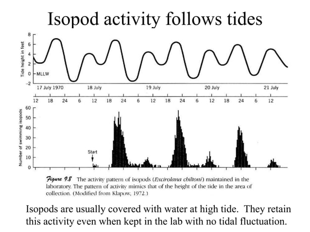 Biological clock.ppt | Brain and Nervous System Disorders | Diseases ...