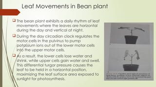 Understanding the Plant Biological Clock: Mechanisms and Functions | PPTX
