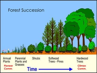Biological Community Forest