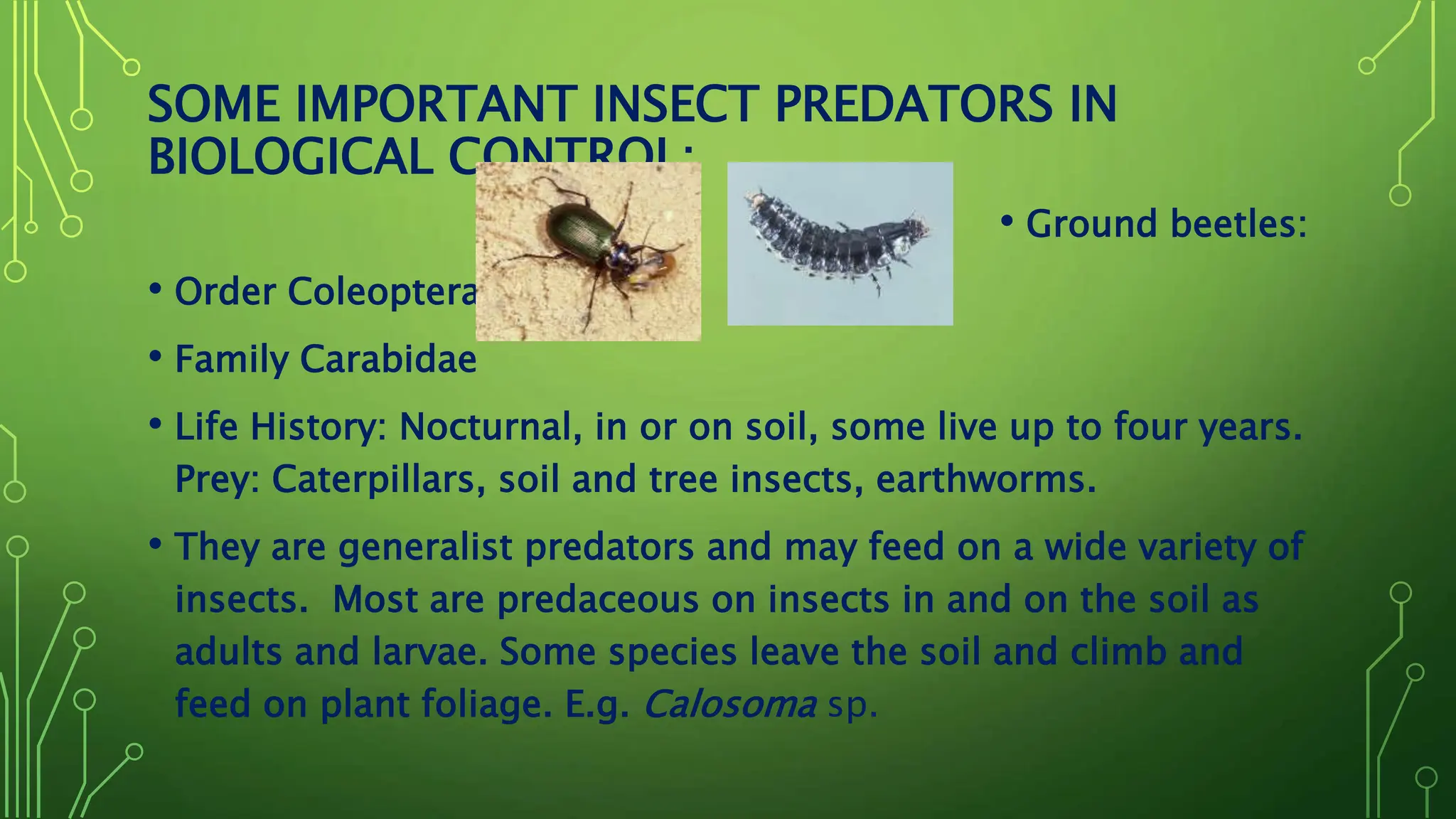 predators and parasites as biological control.pptx
