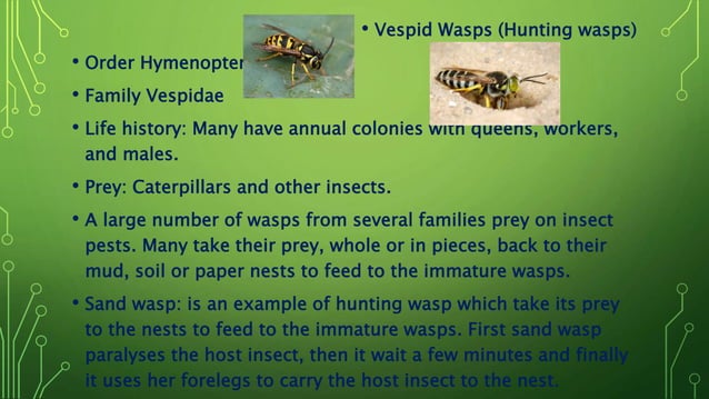 predators and parasites as biological control.pptx