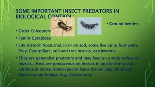 predators and parasites as biological control.pptx