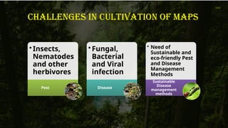 biological control of medicinal and aromatic plant.pptx