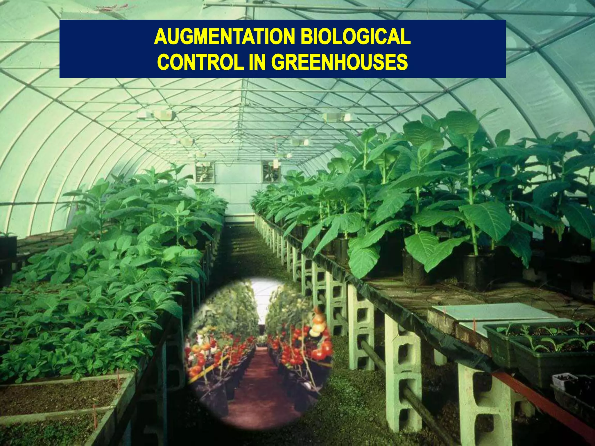 Biological control by augmentation | PPTX