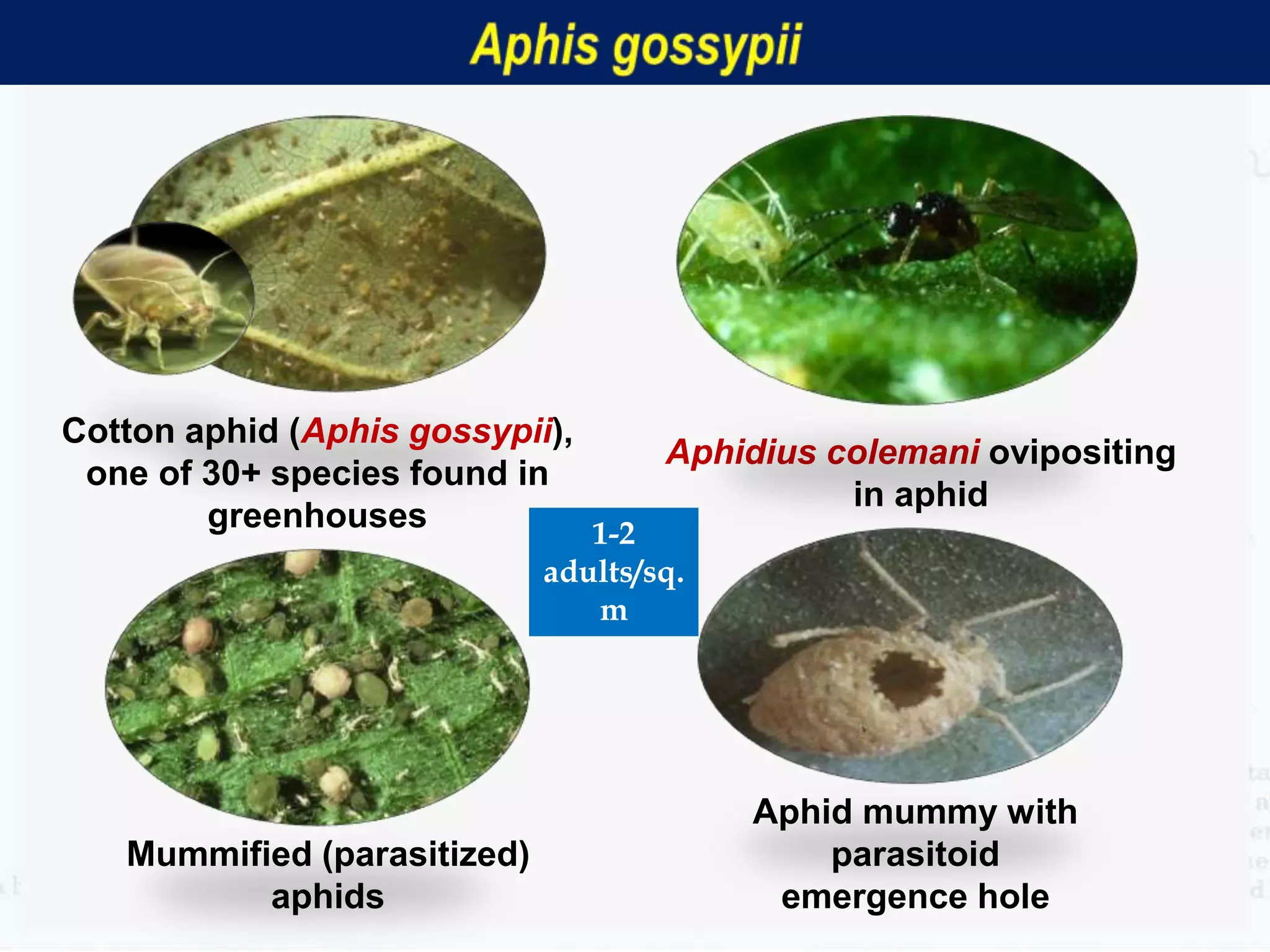 Biological control by augmentation | PPTX
