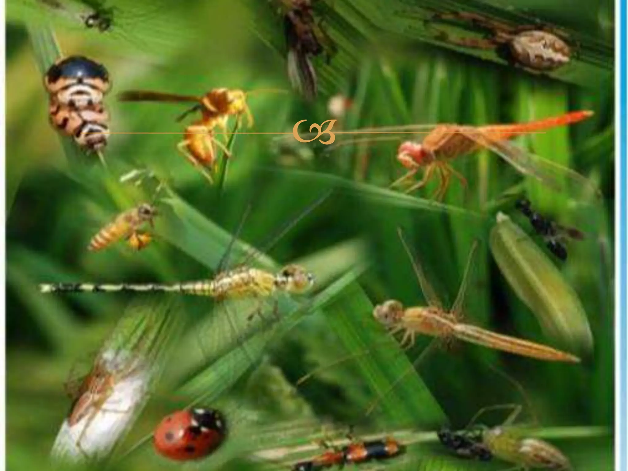 Biological control by augmentation | PPTX