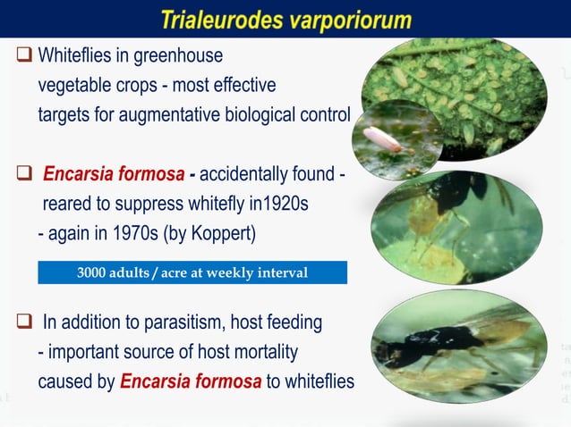 Biological control by augmentation | PPTX