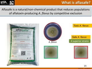 Contrôl biologique des aflatoxines en Afrique avec Aflasafe | PDF