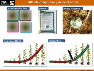 Contrôl biologique des aflatoxines en Afrique avec Aflasafe | PDF