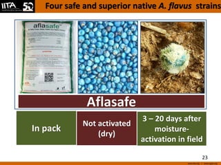Contrôl biologique des aflatoxines en Afrique avec Aflasafe | PDF