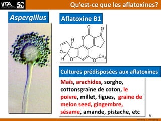 Contrôl biologique des aflatoxines en Afrique avec Aflasafe | PDF