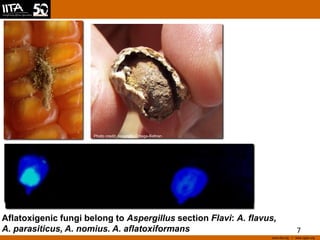 Contrôl biologique des aflatoxines en Afrique avec Aflasafe | PDF