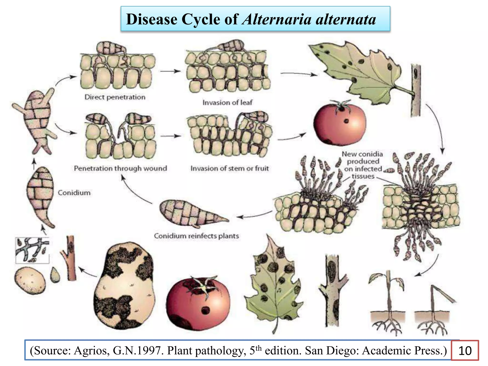 Biological control of alterneria alternata | PPTX