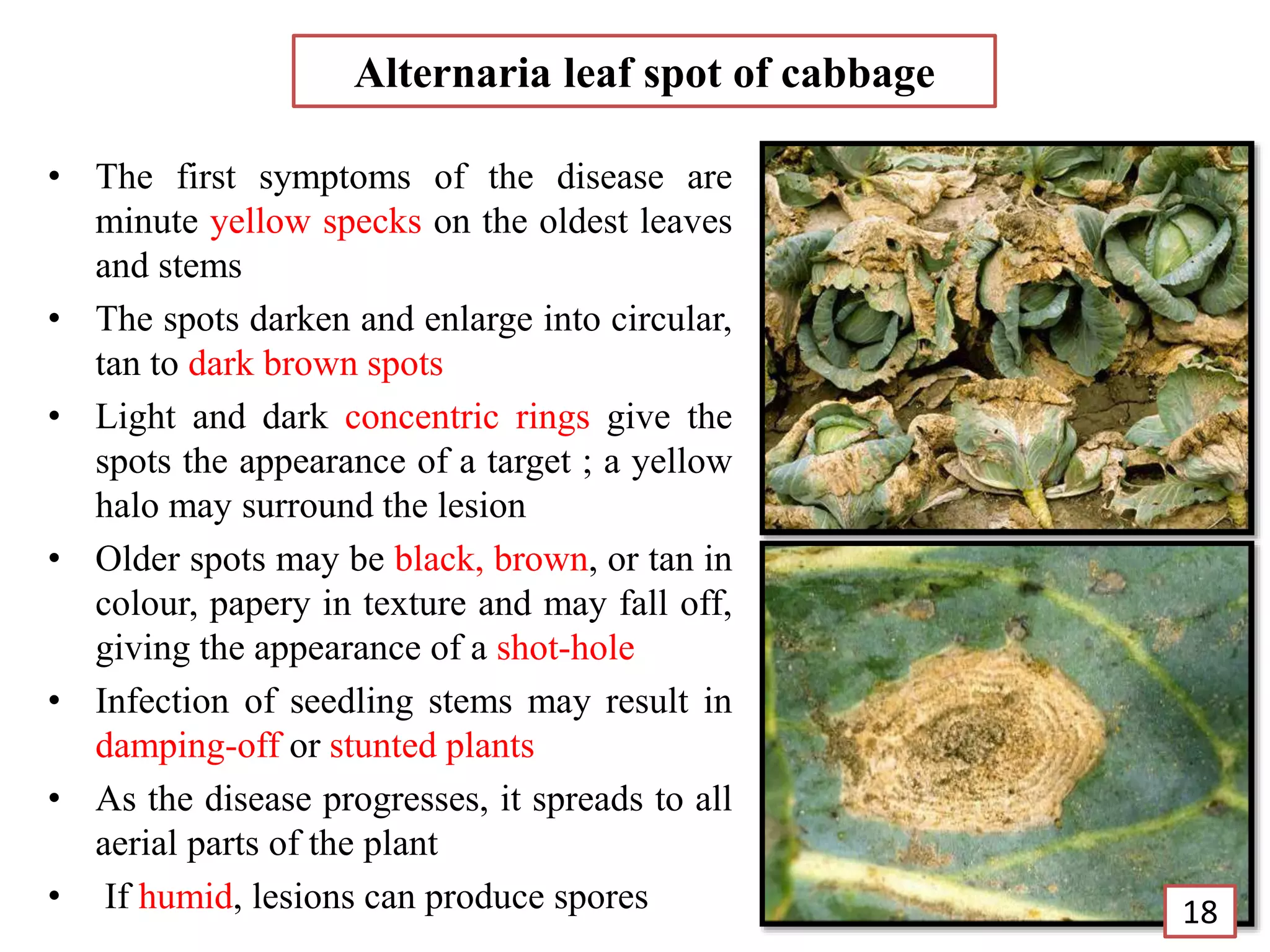 Biological control of alterneria alternata | PPTX