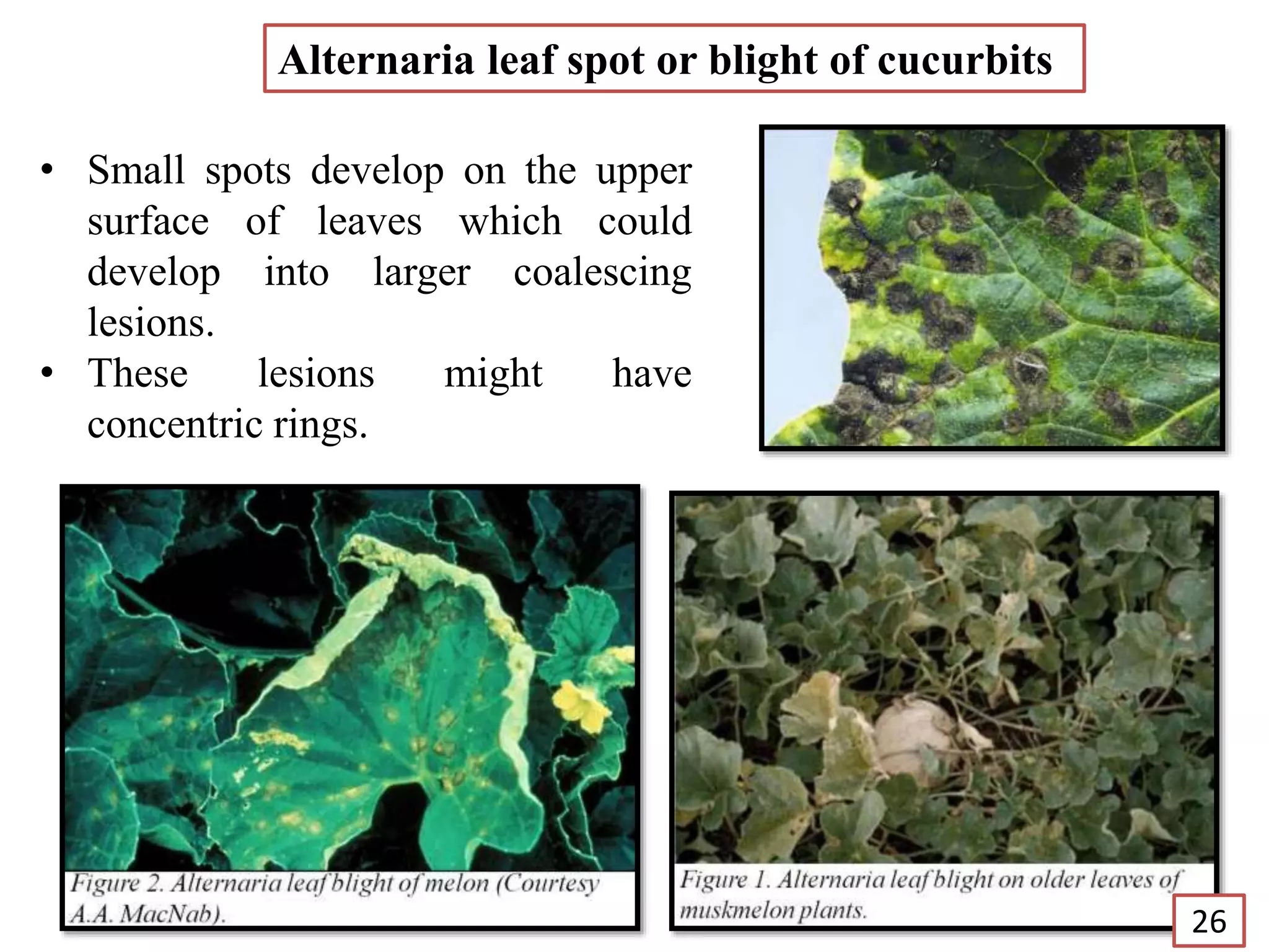 Biological control of alterneria alternata | PPTX