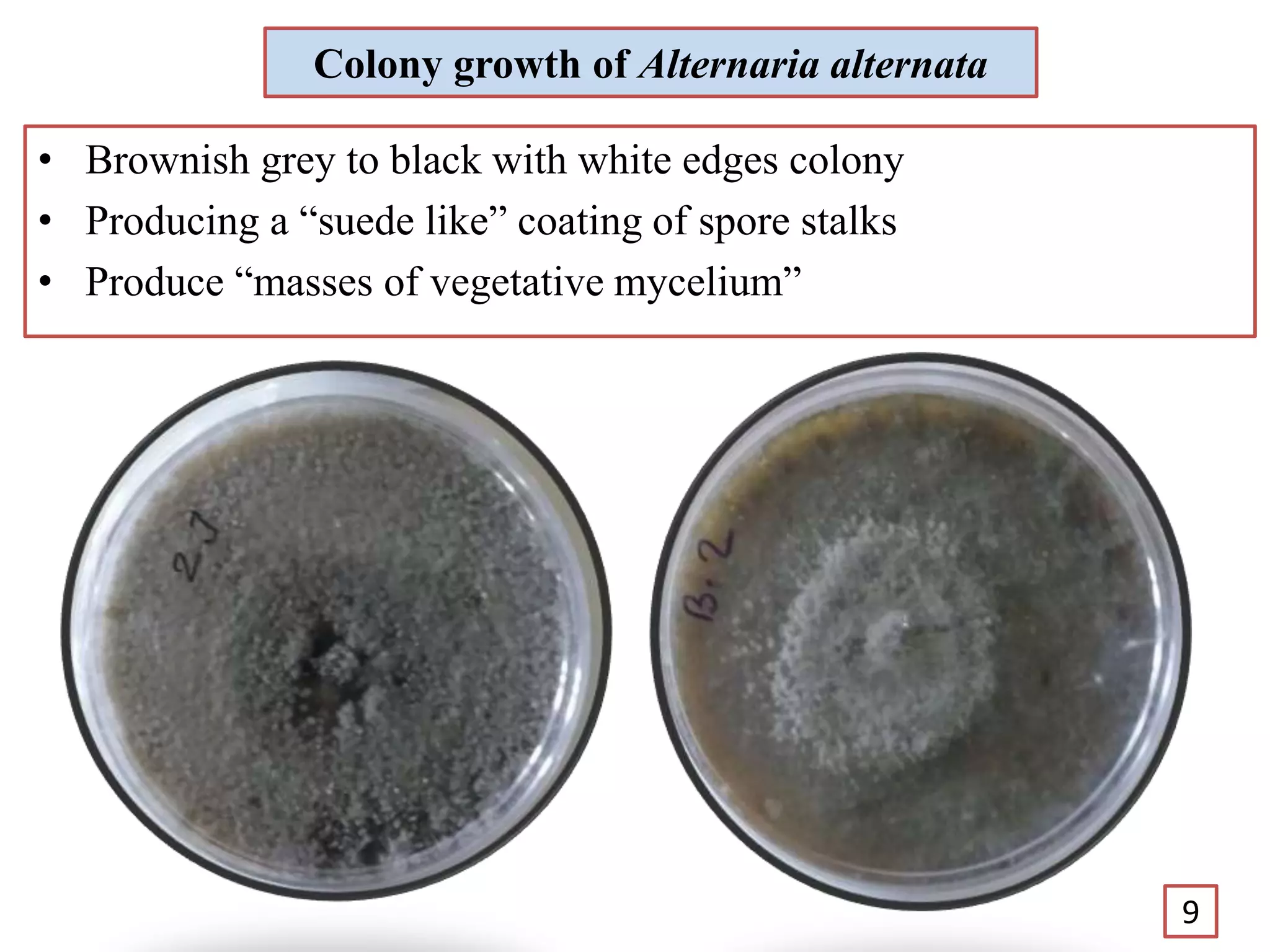 Biological control of alterneria alternata | PPTX