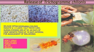 Biological control of cotton insect pest | PPT