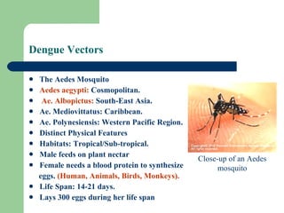 Biological control of dengue | PPT